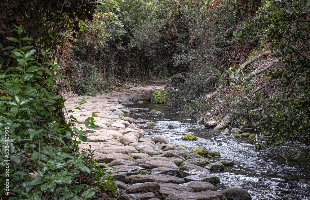 Dan River side stream, originating from Tel Dan springs, the largest of ...