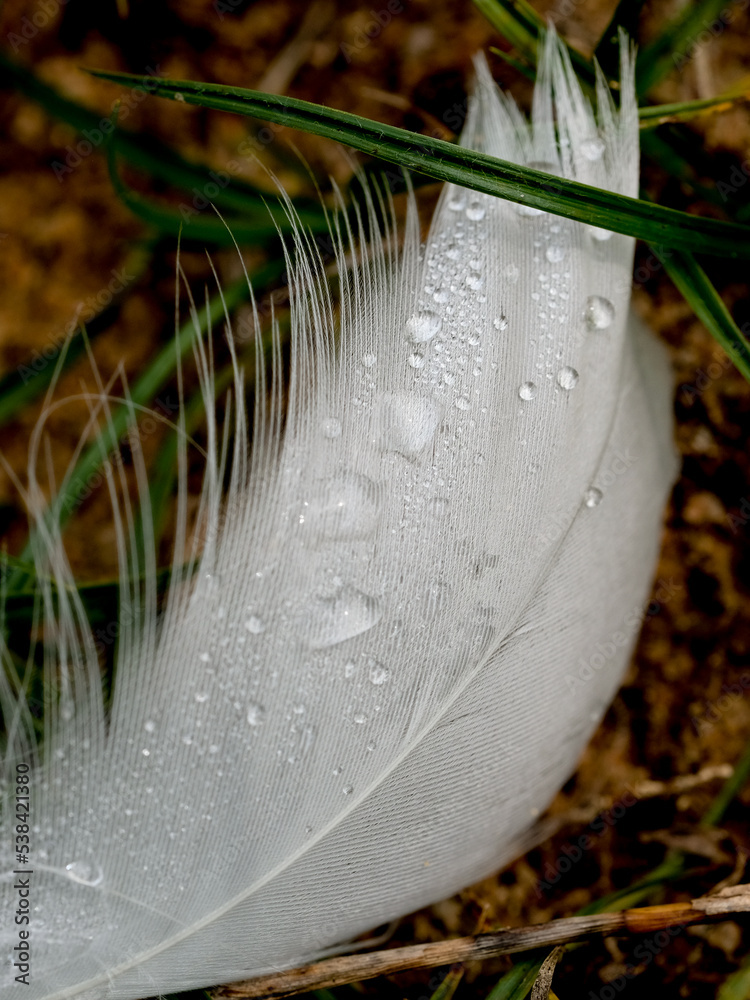 Macro photography of a white feather of a swan with water drops. The ...