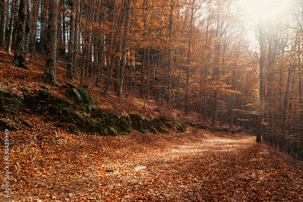 São Lourenço Beech Tree Forest, pathway leaves fall in ground landscape ...