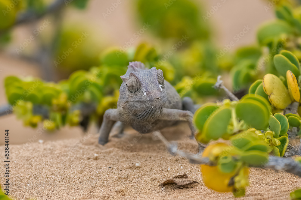 Namaqua Chameleon, Chamaeleo namaquensis, standing on the sand in the ...