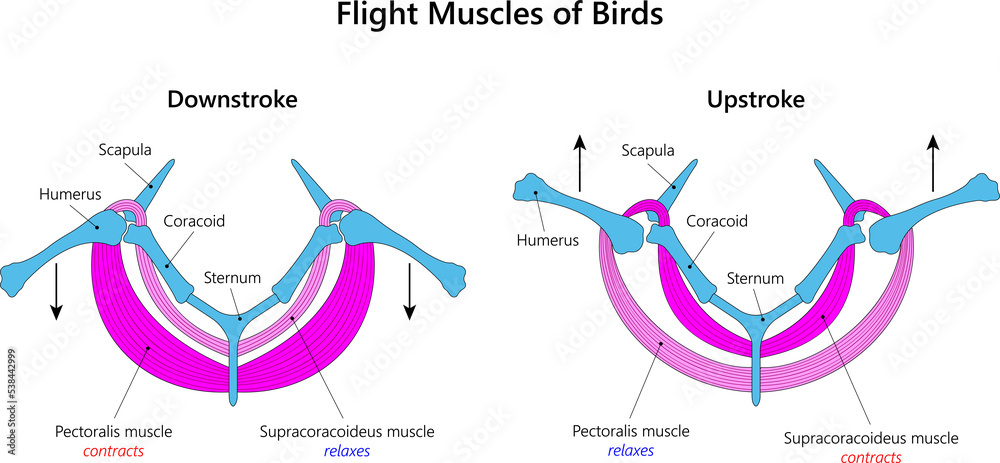 Bird Flight Muscles. Stock Illustration | Adobe Stock