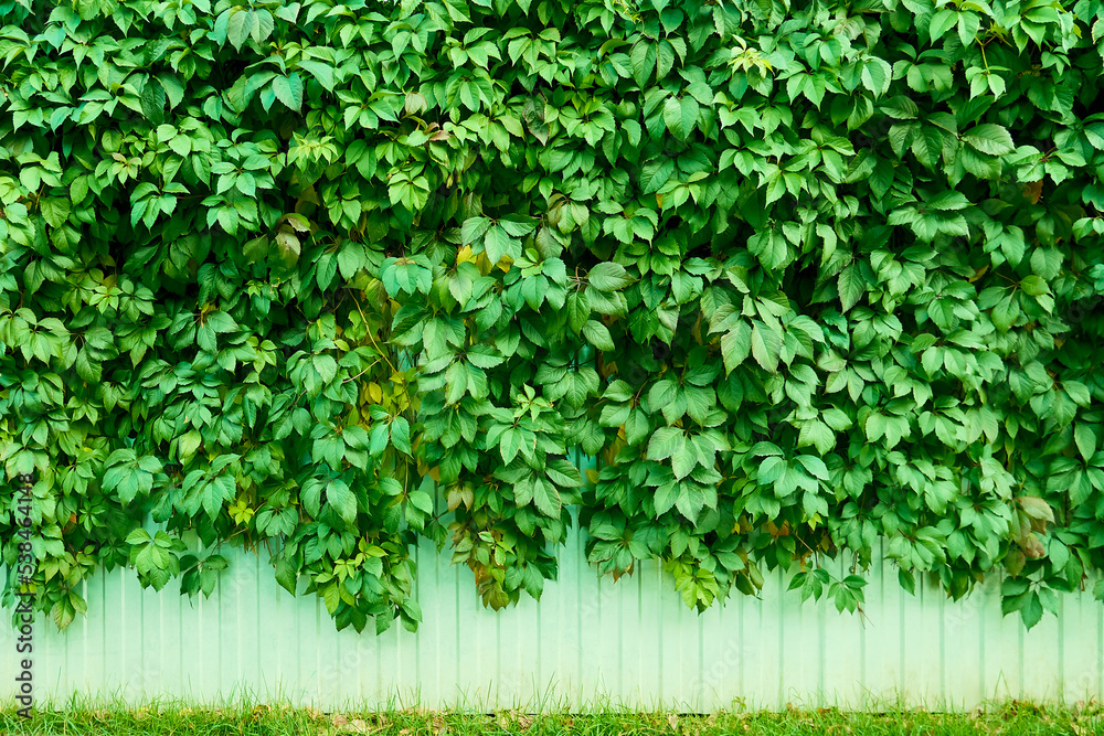 Fence covered with curly ivy leaves, green climber plant, front view ...