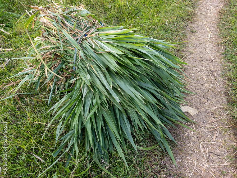 Pennisetum purpureum cv mott grass rolls are commonly used by farmers ...