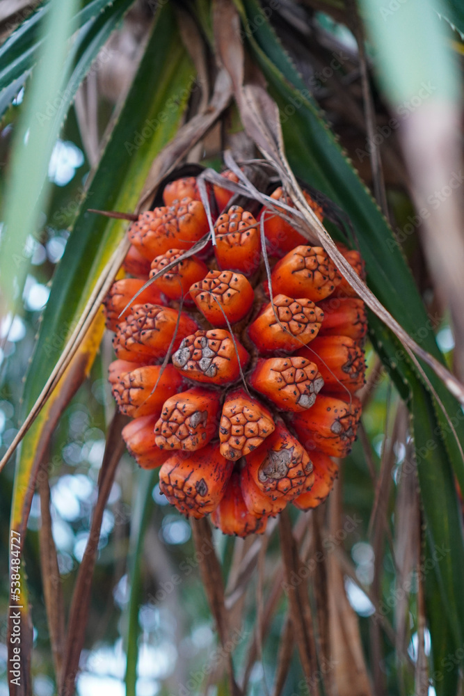 Screw Pine, Pandanus tectorius, Pandanus odoratissimus, pandan pantai ...