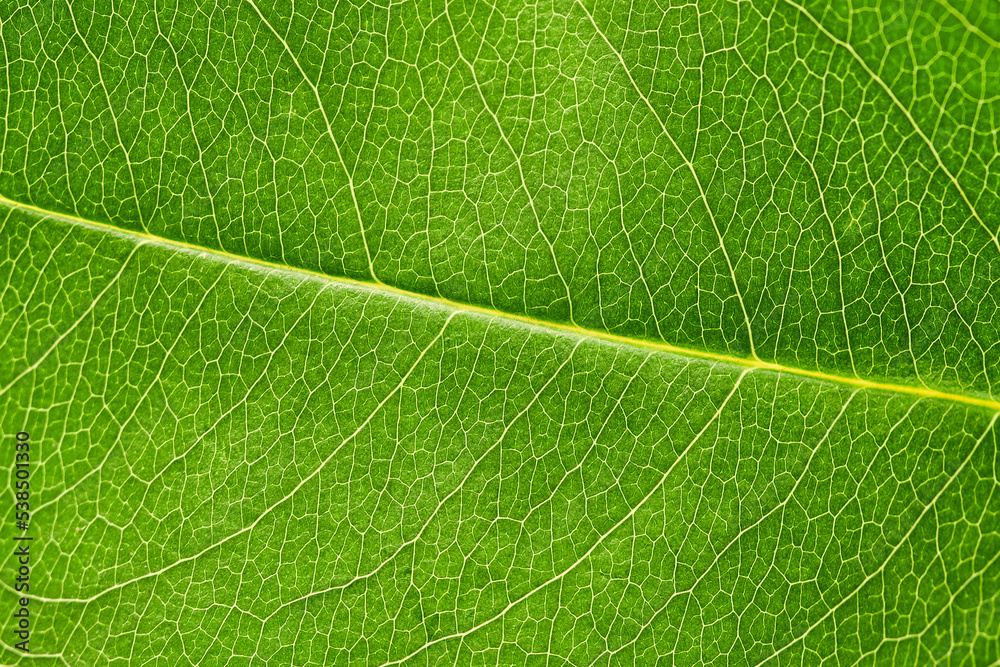 Macro green leaf texture with beautiful relief facture of plant, close ...
