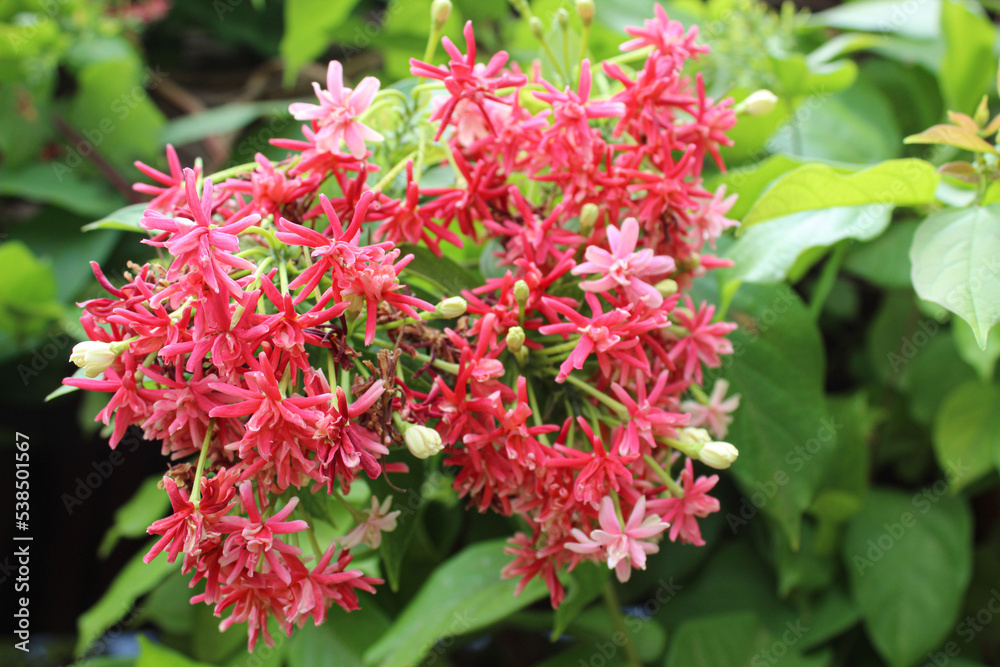 Flowers of Combretum indicum or the rangoon creeper Stock Photo | Adobe ...