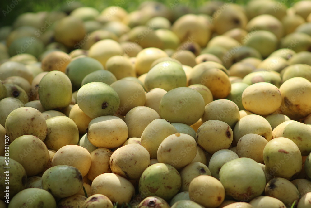 South African marula fruit from marula tree Stock Photo | Adobe Stock