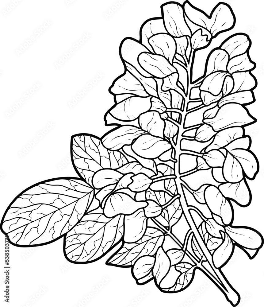 Acacia flowers and leaves Sketch line art isolated on white background ...