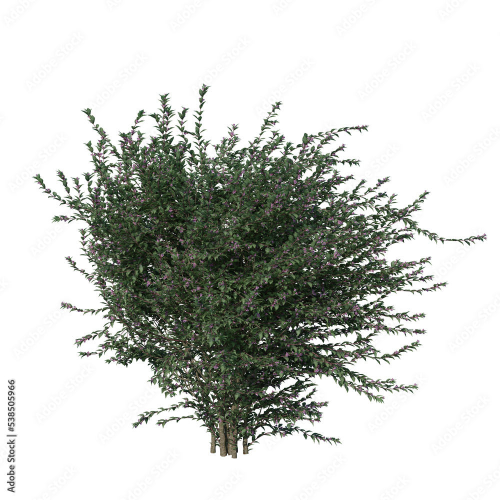 Abelia grandiflora large bush with perennial flowering throughout the ...