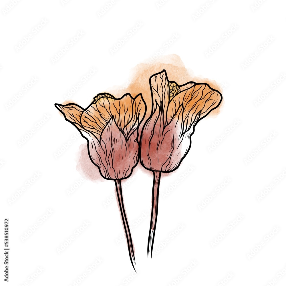 Abutilon flowers and leaves watercolor isolated on white background ...
