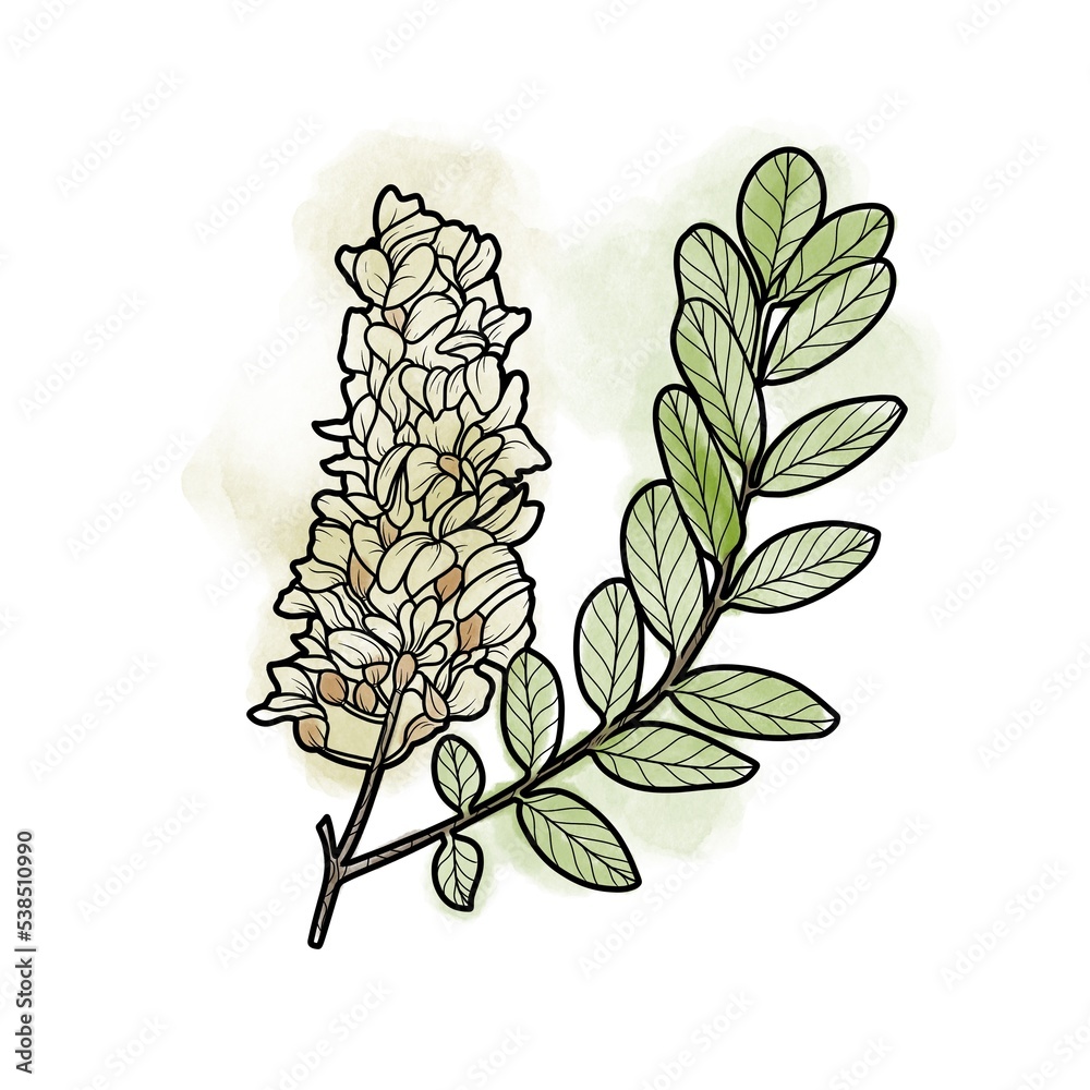 Acacia flowers and leaves watercolor isolated on white background ...
