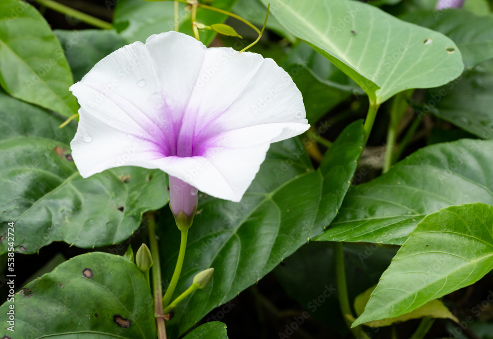 Morning glory flowers look like bell-shaped, purple and white ...