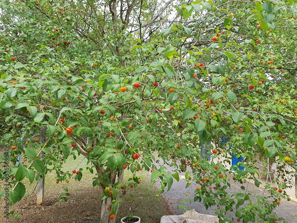 Tree with many pitangas. The Suriname cherry is the fruit of the ...