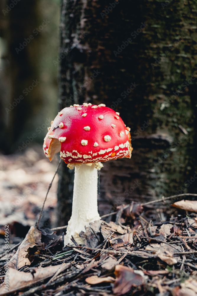 Amanita muscaria A red mushroom with white dots on its cap grows near ...