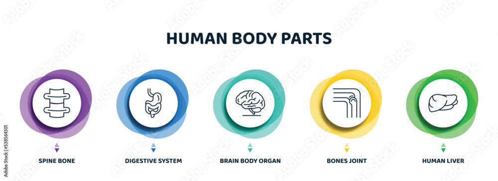 editable thin line icons with infographic template. infographic for ...