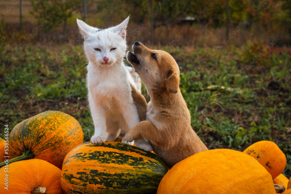 Cat And Dog Thanksgiving
