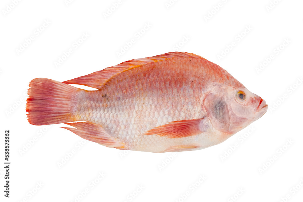 Red Tilapia Fish (Tubtim) isolated on white background with clipping ...