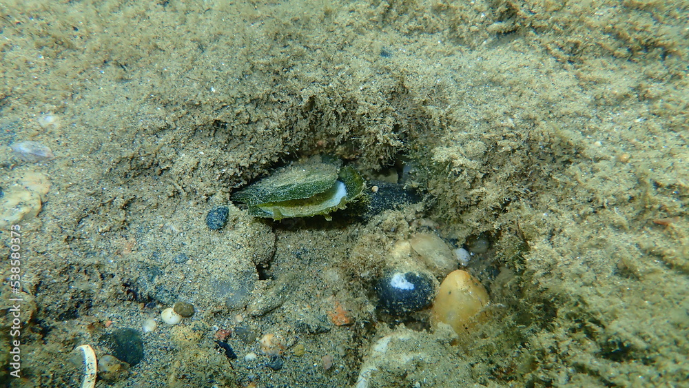 Seashell of bivalve mollusc wing shell or European wing-oyster ...