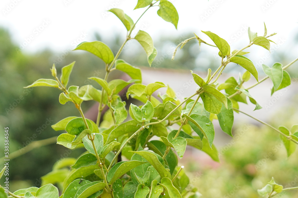 Gymnema Sylvestre Medicinal Plant Leaves. This plant is a good medicine ...
