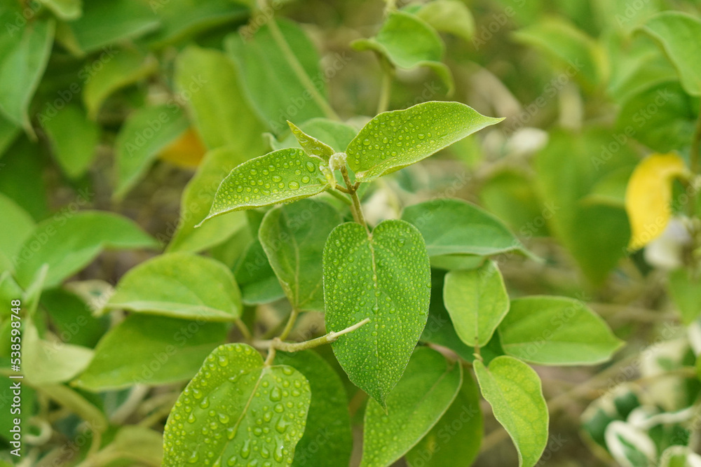 Gymnema Sylvestre Medicinal Plant Leaves. This plant is a good medicine ...