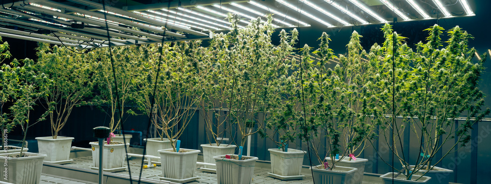 Green house indoor and harvesting of cannabis weed hemp plants ...