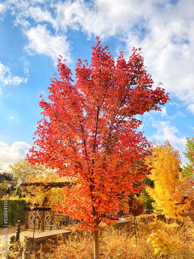 Autumn forest and colourful trees in the park. Colourful leaves on ...