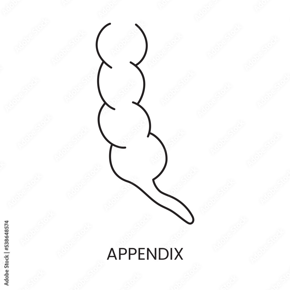 The human appendix is an anatomical icon of a line in a vector, an ...