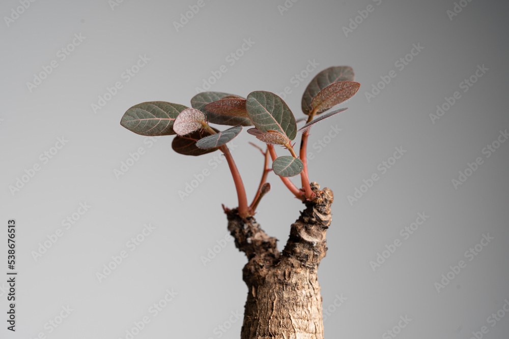 Phyllanthus Mirabilis leaves close up with isolated grey background ...