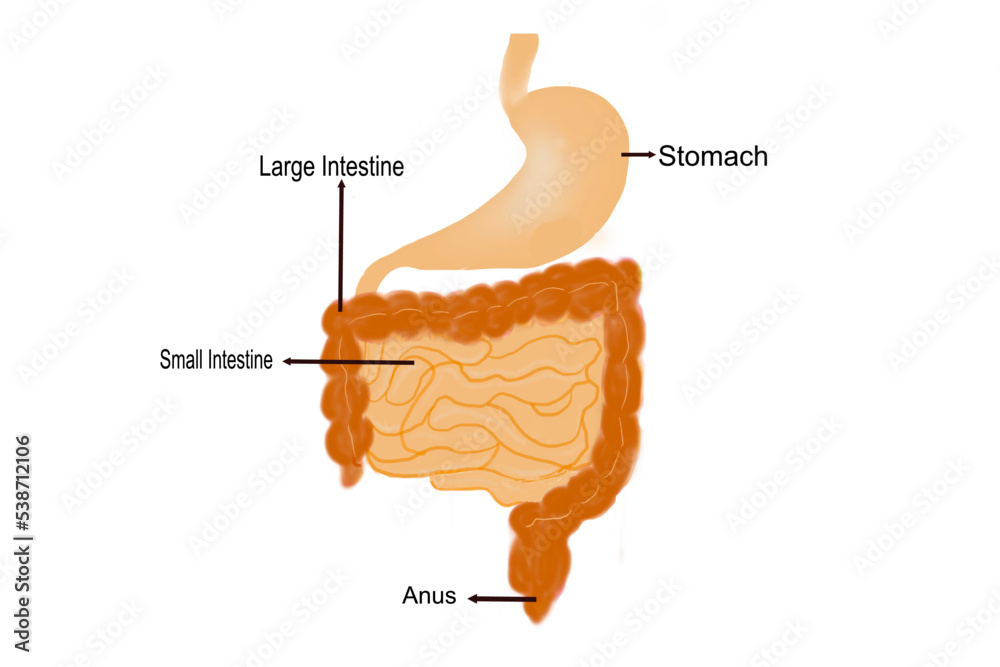 Stomach, small and large intestines, digestive system concepts Stock ...