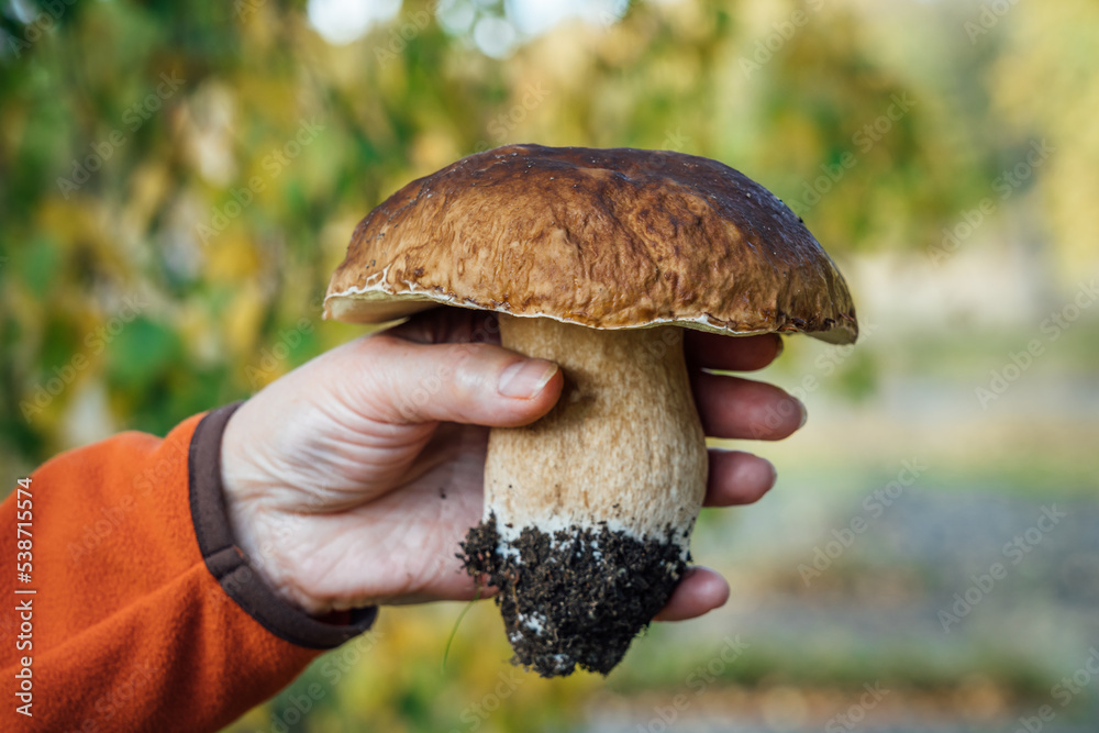 Fresh picked boletus edulis - edible mushroom also known as penny bun ...
