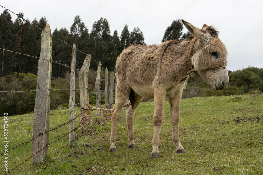 Asno Stock Photo | Adobe Stock