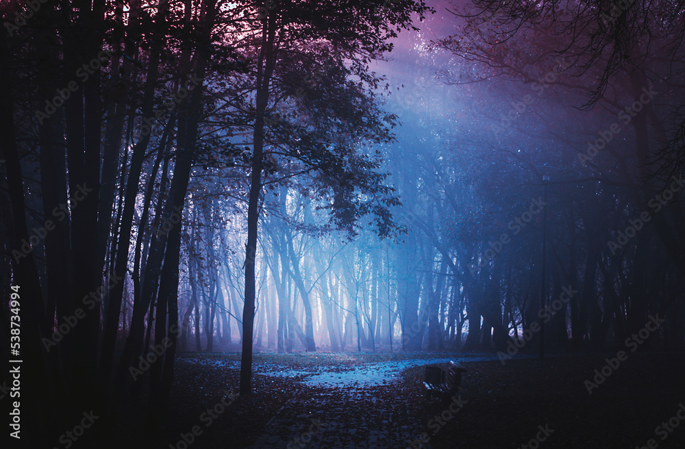 Strangers park. Mysterious fairy forest. Dark fantasy wallpaper ...