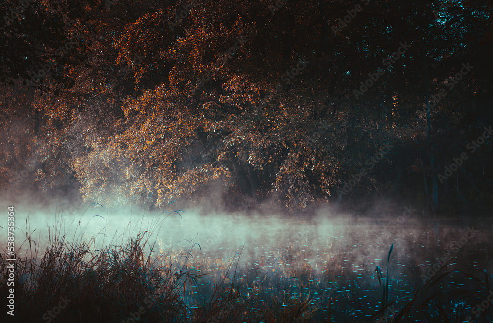 Strangers park. Mysterious fairy forest. Dark fantasy wallpaper ...