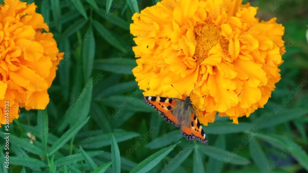 pollination process, butterfly urticaria flies around and collects ...