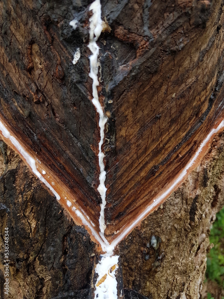 latex extracted from rubber tree source of natural rubber. Tapping ...