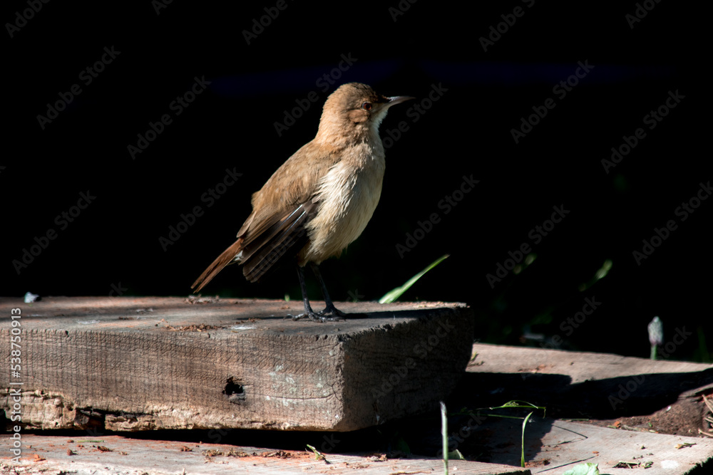retrato de un hornero común en el parque. Furnarius Rufus Stock Photo ...