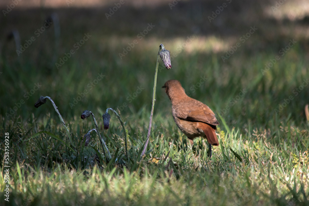 retrato de un hornero común en el parque. Furnarius Rufus Stock Photo ...