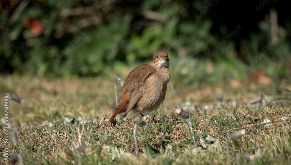 retrato de un hornero común en el parque. Furnarius Rufus Stock Photo ...
