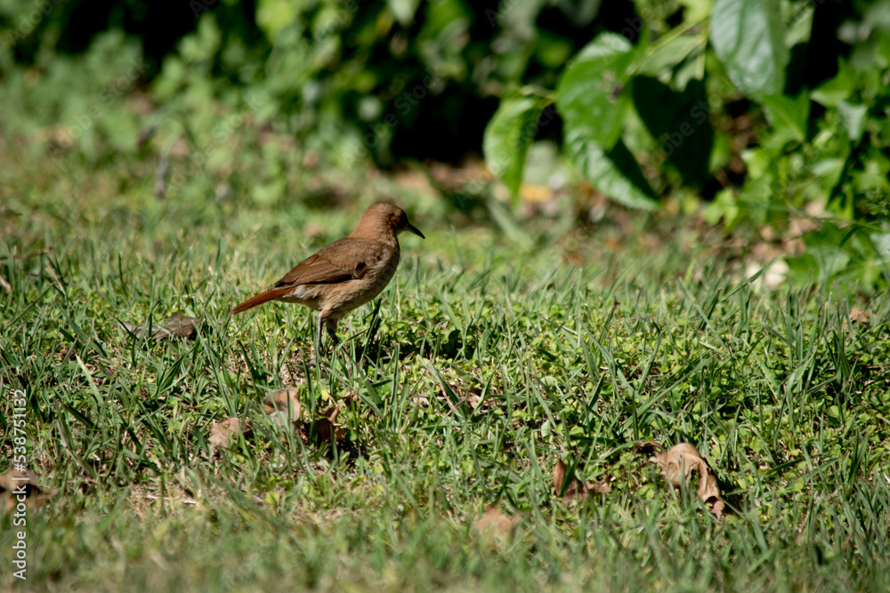 Foto de retrato de un hornero común en el parque. Furnarius Rufus do ...