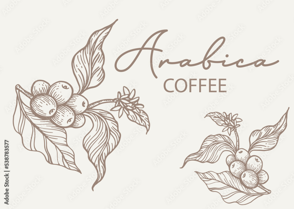 coffee label packaging of drawing and vector. coffee banner for ...