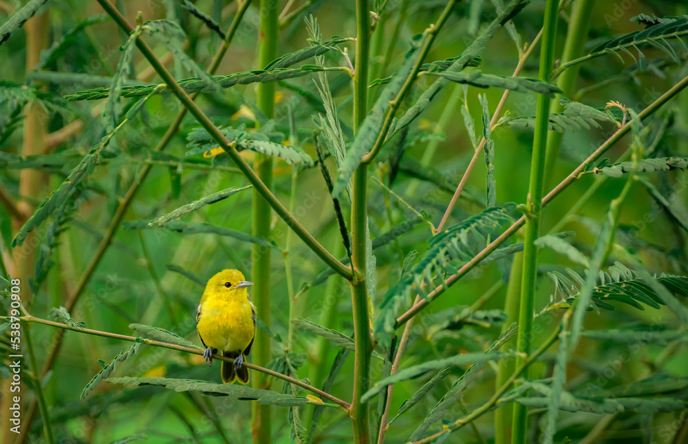 yellow Bird on a tree in garden, Asian Golden Weaver, Ploceus ...