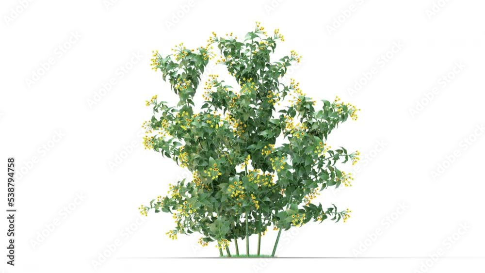 Allamanda flower on a white background 3D animation , Flowering shrubs ...