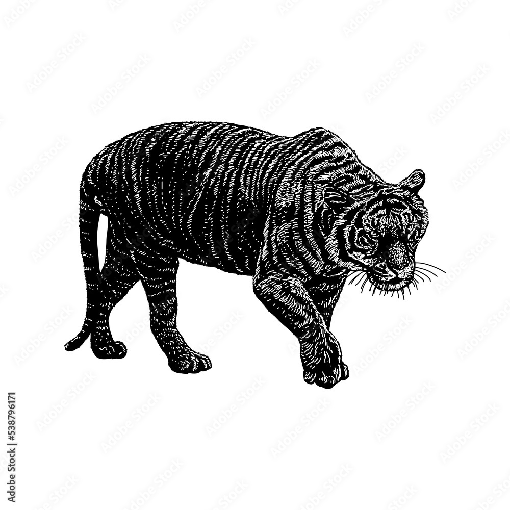 Indochinese Tiger hand drawing vector illustration isolated on ...