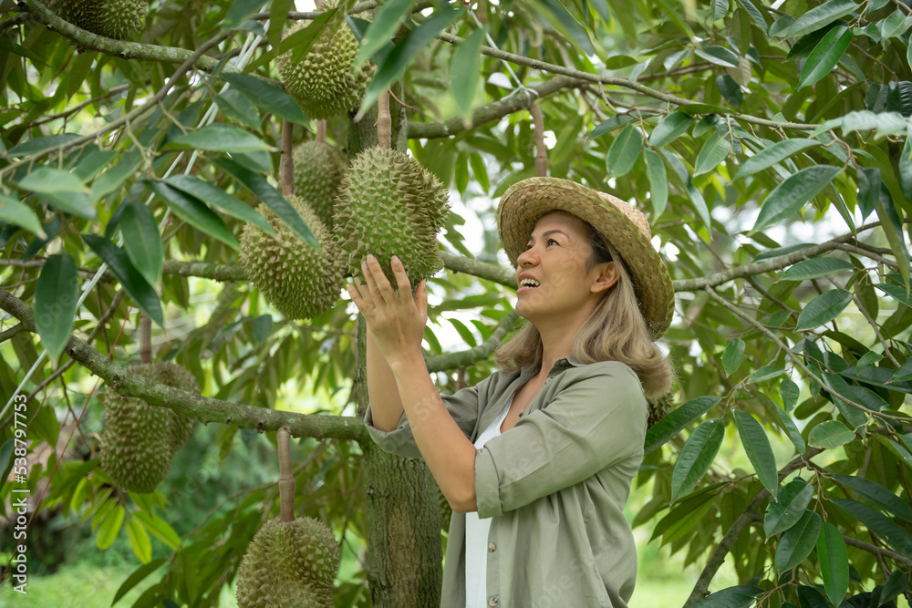 Happy young asian woman farmer holding durian in durian plantation ...