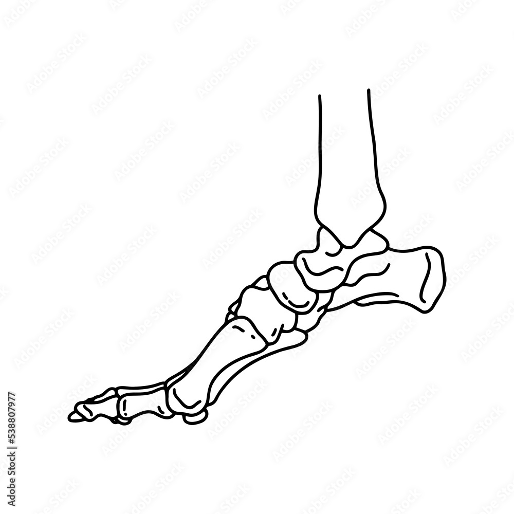 Skeleton of the human leg, side view of what the leg looks like with a ...