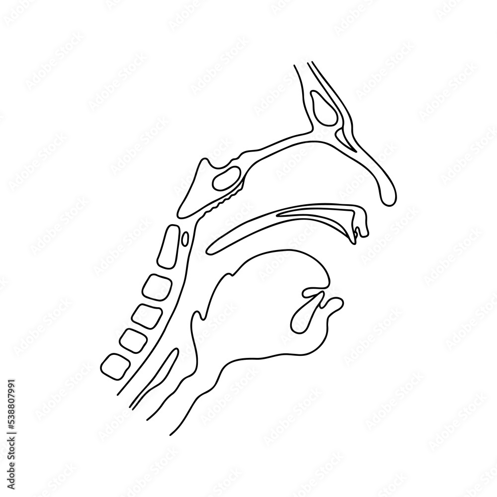 Cross-section of human respiratory and digestive tracts in the oral ...