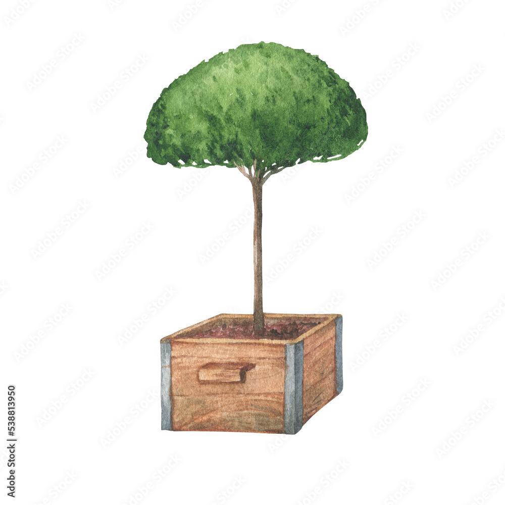 Topiary, evergreen trimmed geometric shrub in a wood box. Hand drawn ... Topiary, evergreen trimmed geometric shrub in a wood box. Hand drawn ...