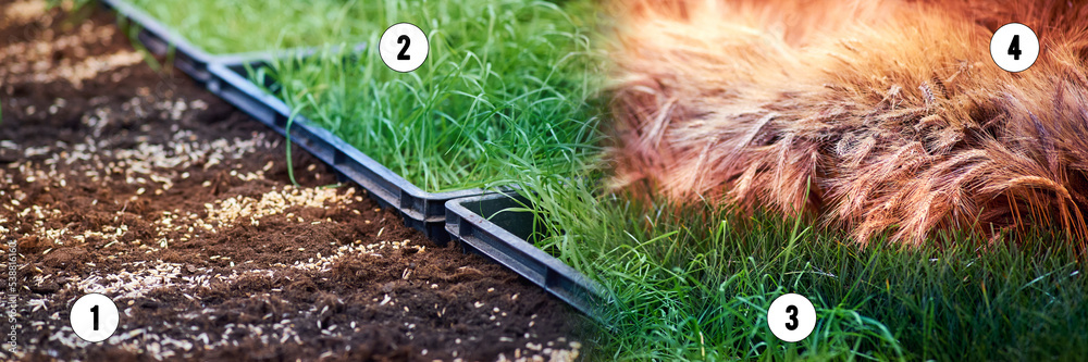The stages of wheat growth from sowing the grains in the ground to the ...