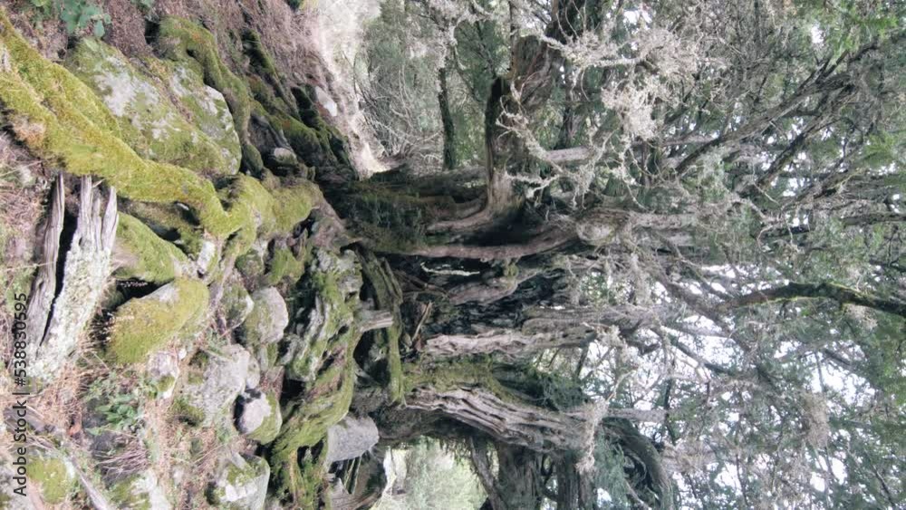 Vertical footage of Tejo de Barondillo (Yew tree of Barondillo). One ...