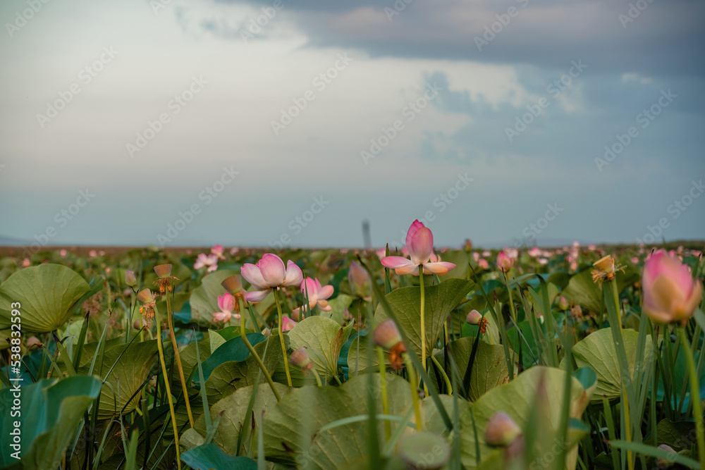 Sunrise in the field of lotuses, Pink lotus Nelumbo nucifera sways in ...